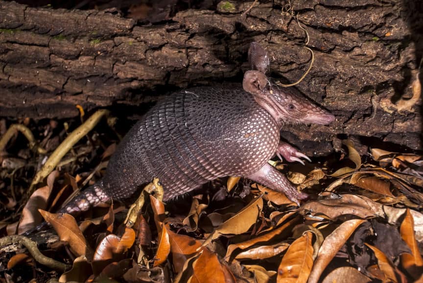 101 Facts About Armadillos – North American Nature