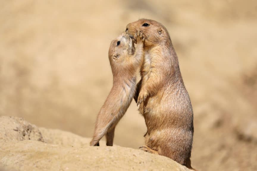 Why Do Prairie Dogs Kiss? – North American Nature