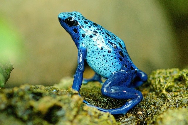 What Are The Differences Between Mammals And Amphibians North 