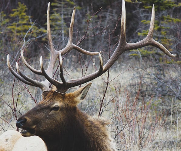 Do Female Deer Have Antlers 
