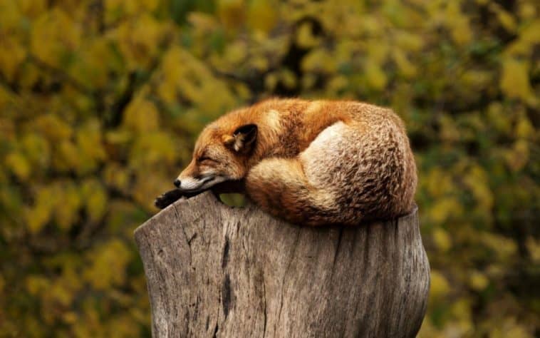 How Do Foxes Communicate? – North American Nature