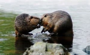 8 Mammals That Are Monogamous? – North American Nature