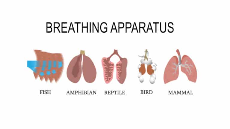 How Do Mammals Breathe? – North American Nature