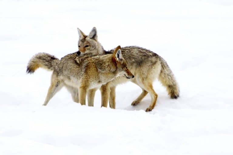 Which Mammals Live In Indiana? – North American Nature