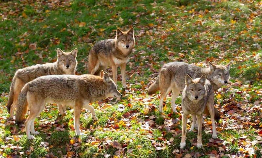 What Is The Difference Between Coyotes and Wolves? – North American Nature