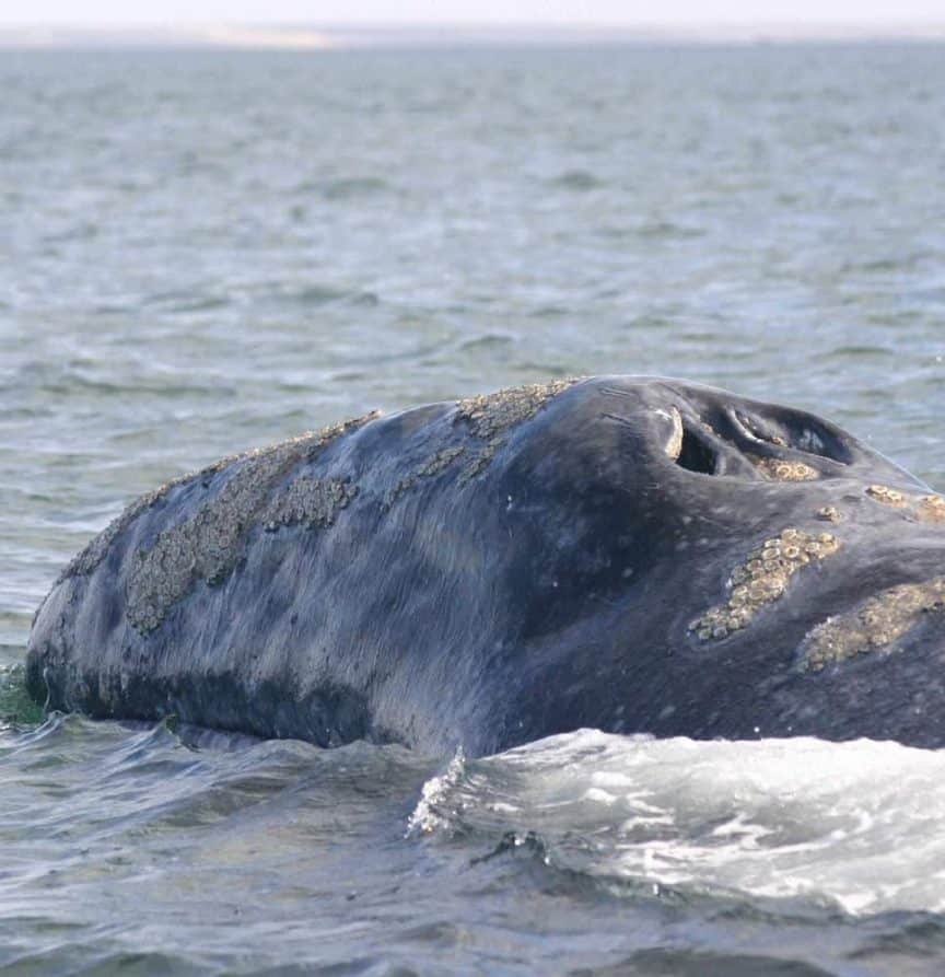 How Do Mammals Breathe? – North American Nature
