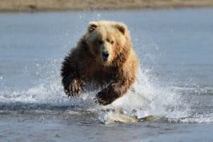 Top 10 Fastest Mammals in North America