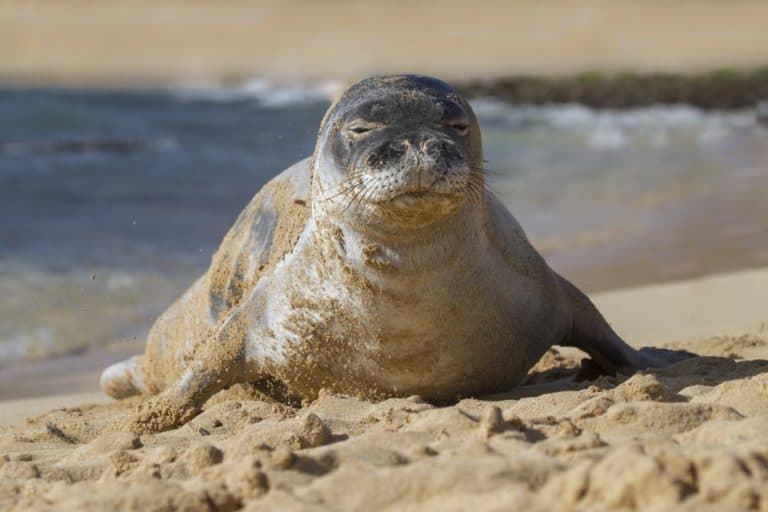 Which Mammals Live In Hawaii?
