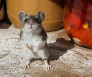 Which Mammals Live In Pennsylvania?