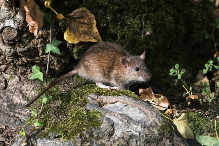 Which Mammals Live In Connecticut? – North American Nature