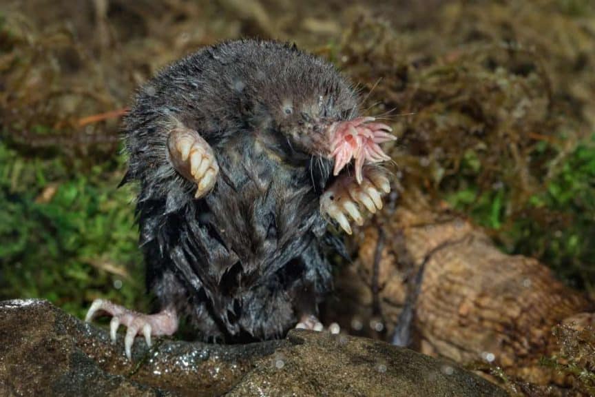 Which Mammals Live In Indiana? – North American Nature
