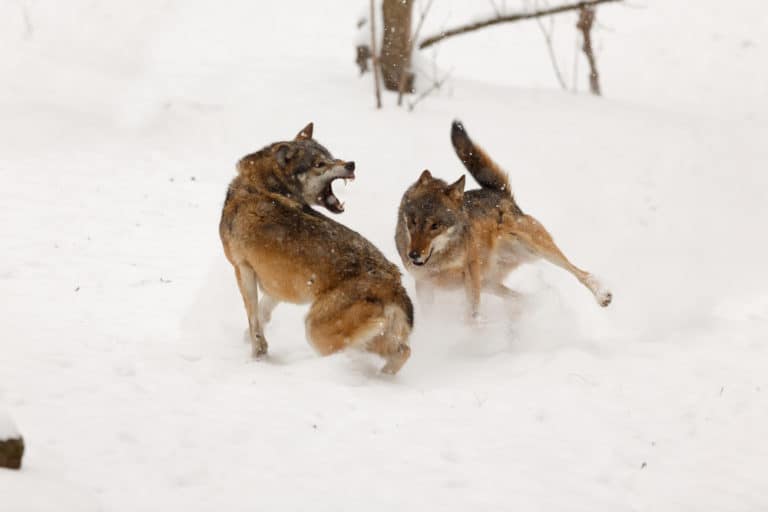 101 Facts About Wolves – North American Nature