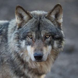 101 Facts About Wolves – North American Nature