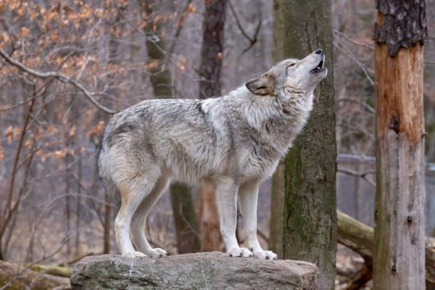 101 Facts About Wolves – North American Nature