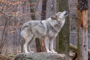 Where Do Wolves Live In North America? – North American Nature