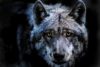101 Facts About Wolves – North American Nature
