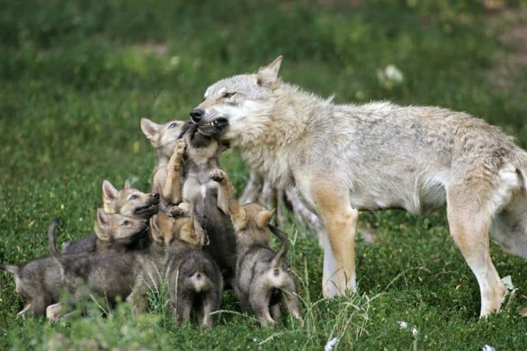 101 Facts About Wolves – North American Nature