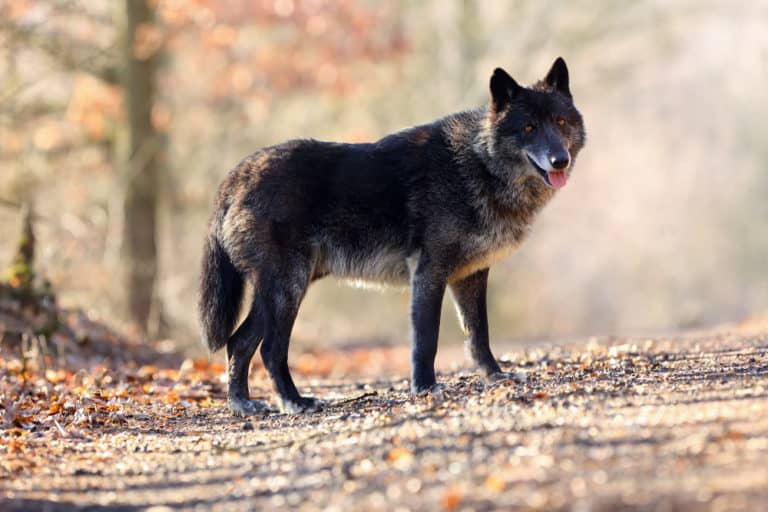 Which Species Of Wolves Live In North America?