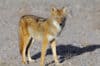 What Are The 19 Subspecies Of Coyote? – North American Nature