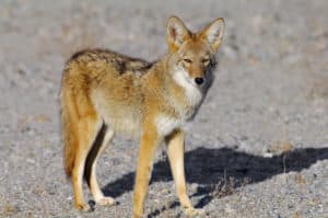 What Are The 19 Subspecies Of Coyote? – North American Nature