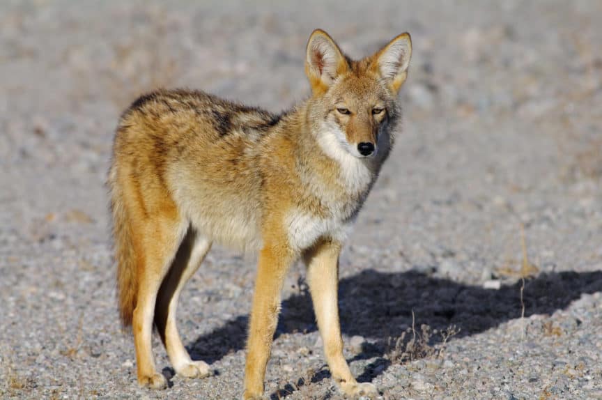 What Are The 19 Subspecies Of Coyote? – North American Nature