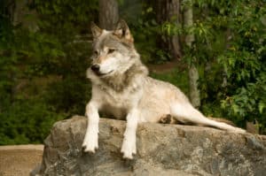 Which Species Of Wolves Live In North America?