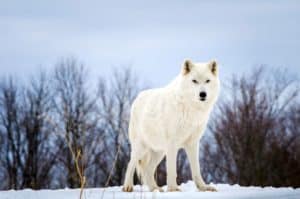Which Species Of Wolves Live In North America?