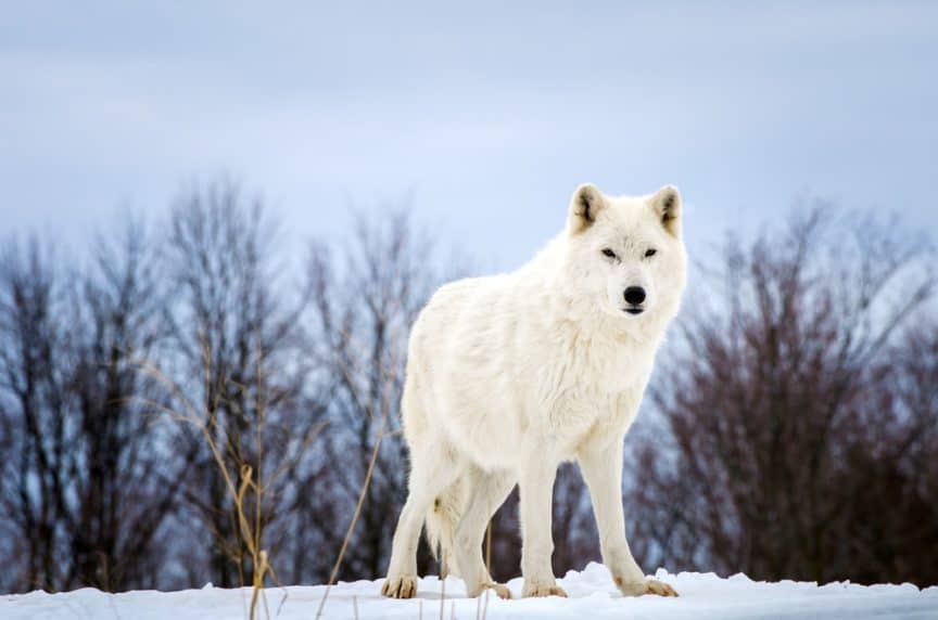 Which Species Of Wolves Live In North America?