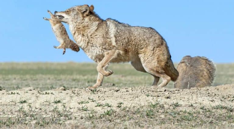 How Do Coyotes Survive Against Predators? – North American Nature