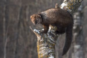 Which Mustelids Live In North America?