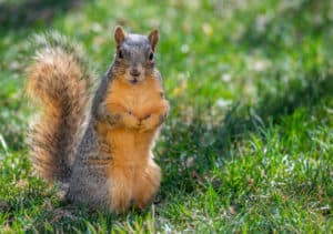 Which Mammals Live In Ohio?