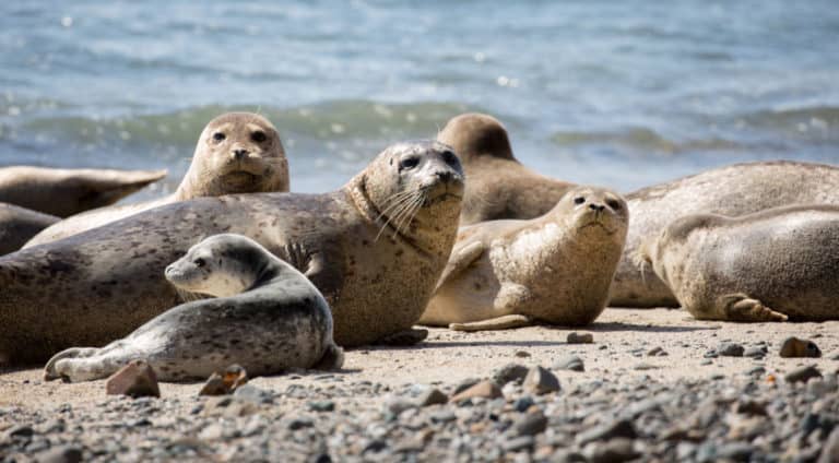 Which Mammals Live in Massachusetts?