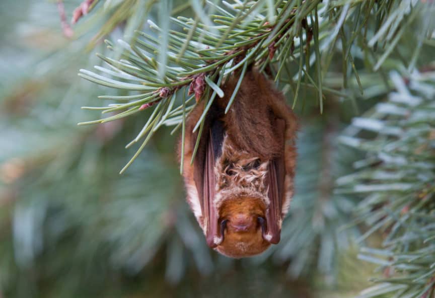 Which Mammals Live In Indiana?
