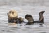 How Do Otters Communicate? – North American Nature