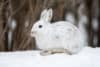 101 Facts About Snowshoe Hares – North American Nature