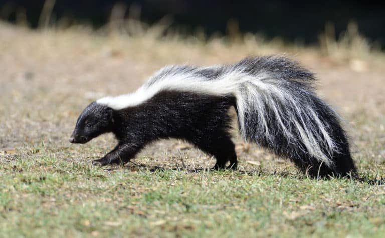 Which Mammals Live In Missouri?