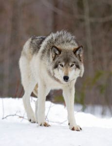 Wolf Behavior