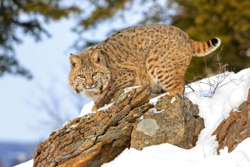 Which Mammals Live In Minnesota? – North American Nature