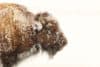Bison - A Complete Guide