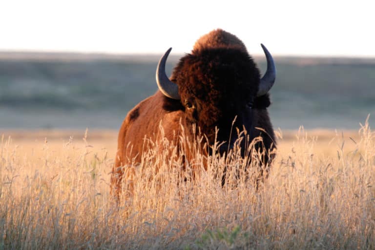 How Good Are A Bison Senses? – North American Nature