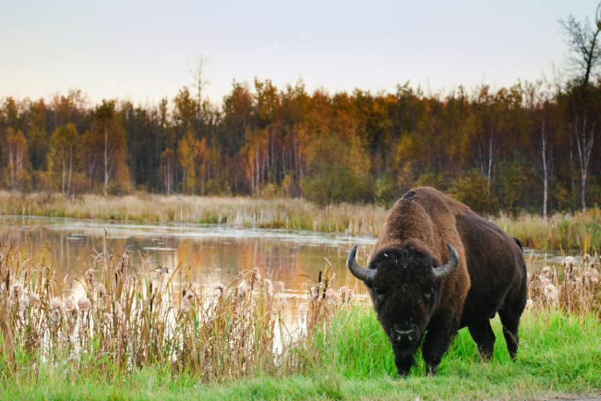 The Great Plains Grasslands: Home To Bison And Beyond – North American ...