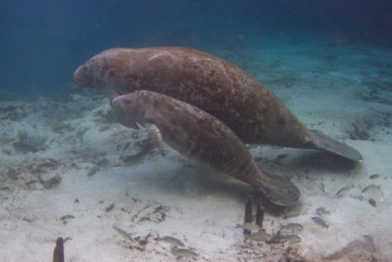 101 Facts About Manatees