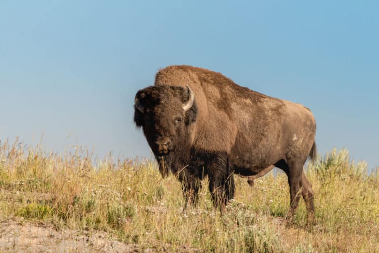 How Good Are A Bison Senses? – North American Nature