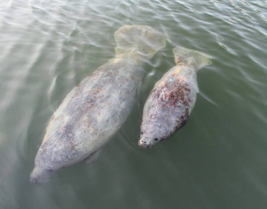 101 Facts About Manatees – North American Nature