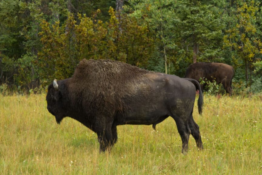 Bison - A Complete Guide