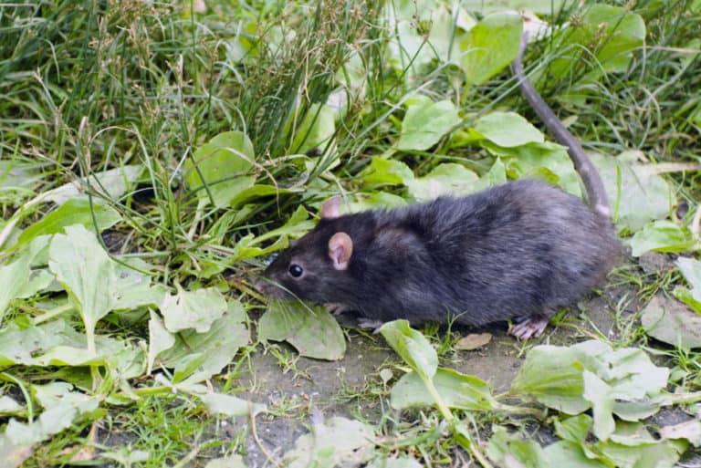 Rodentia (Rodents) – North American Nature
