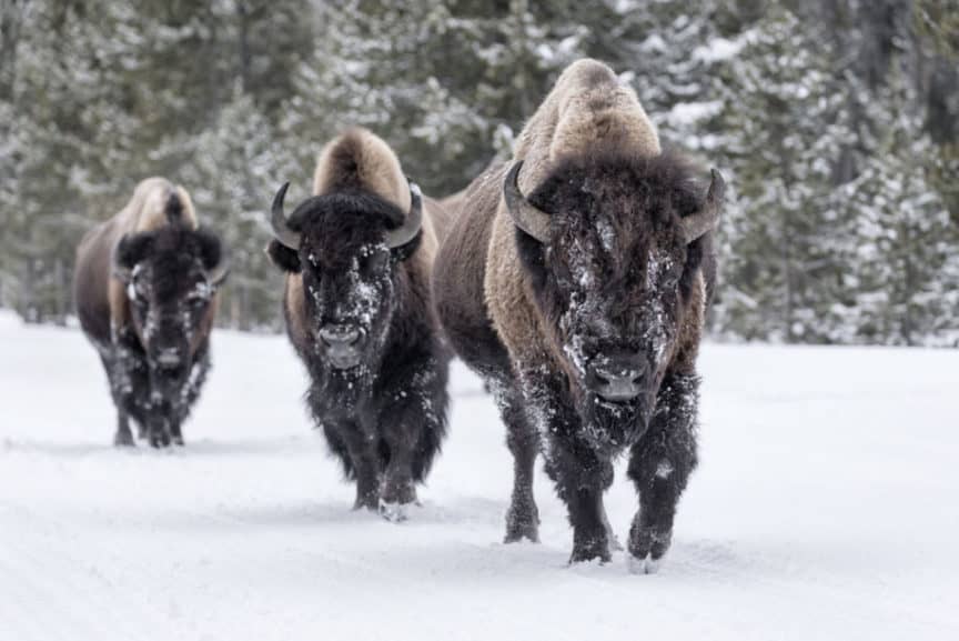 What Do Bison Do In Winter? – North American Nature