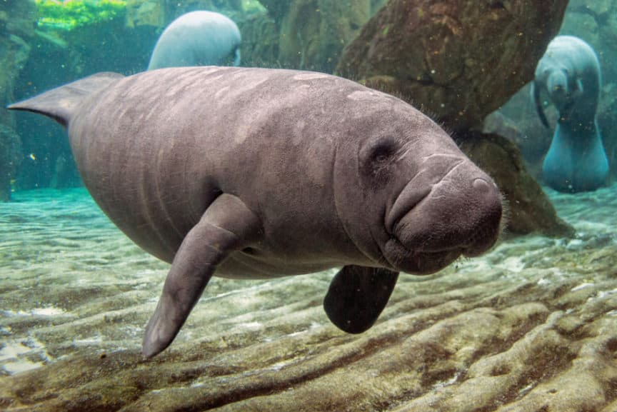 101 Facts About Manatees – North American Nature