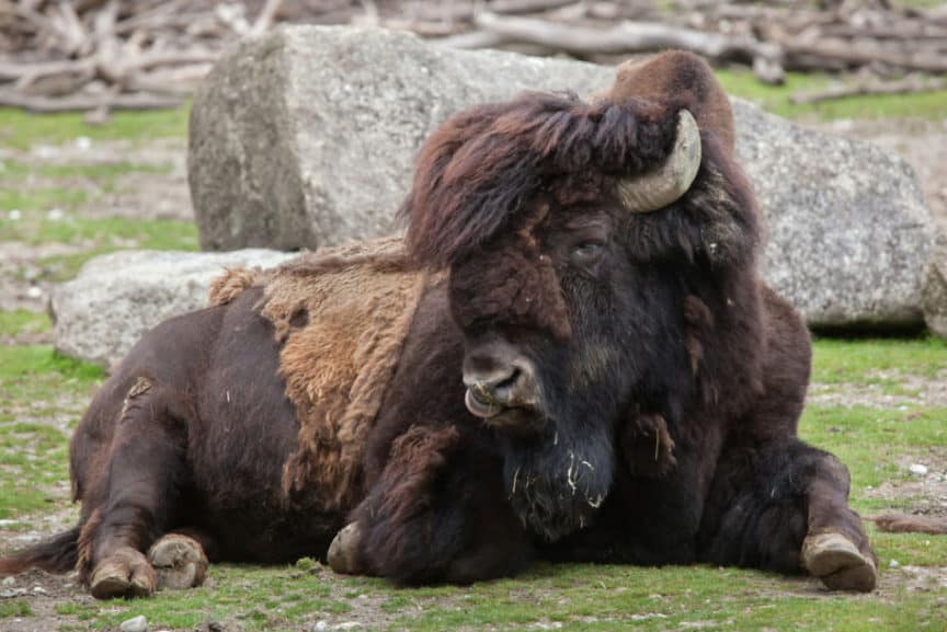 Bison – A Complete Guide – North American Nature
