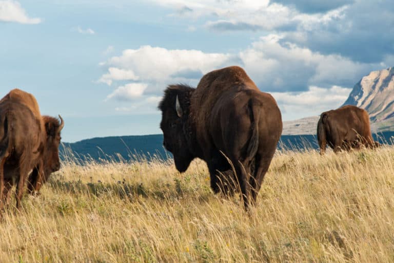 Bison - A Complete Guide